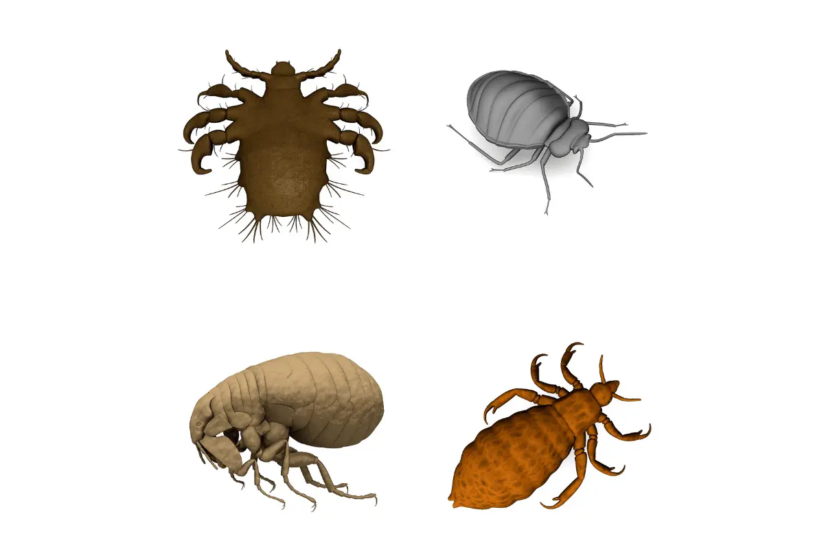 Lerne, wie Du Parasiten bekämpfen kannst – Futura-Shop